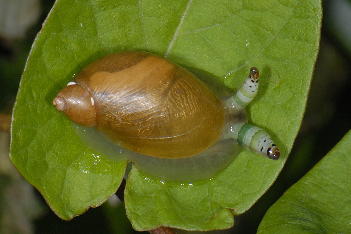 Succinea putris, Amber Snail